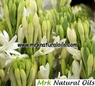 Buy Pure Tuberose Hydrosol Direct from Wholesaler Supplier at Best ...